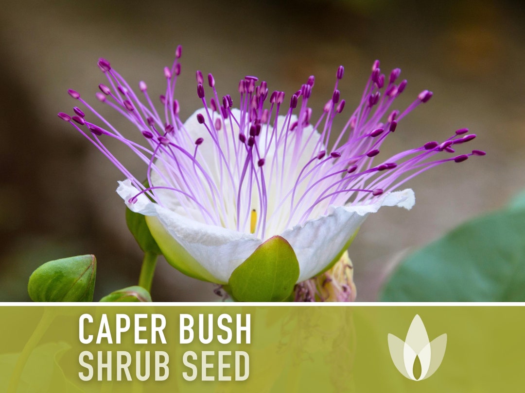Caper Seeds - Heirloom Seeds, Caper Bush Seeds, Medicinal & Culinary ...