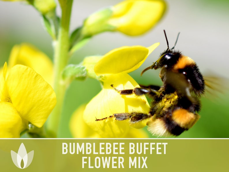Bumblebee Buffet Flower Seed Mix Heirloom Seeds Wildflower - Etsy