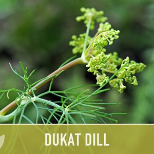Dukat Dill Heirloom Seeds – Scandinavian Herb, Pickling Spice - Etsy