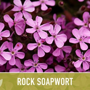 Rock Soapwort Flower Seeds Heirloom Wildflower, Ground Cover ...