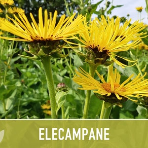 Elecampane Herb Seeds - Heirloom Seeds, Medicinal Herb, Daisy-like ...