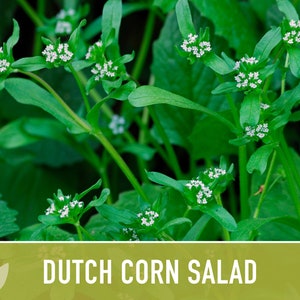 Corn Salad, Dutch, Mache Heirloom Seeds - Fresh Salad, Hardy Annual ...