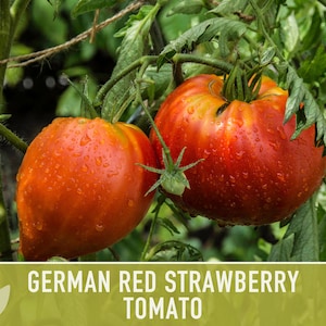 German Red Strawberry Tomato Seeds - Heirloom, Oxheart Tomato, German ...