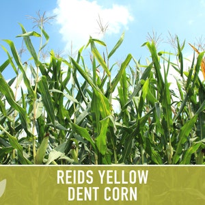 Reid's Yellow Dent Corn Seeds - Heirloom Seeds, Field Corn, Corn Bread ...