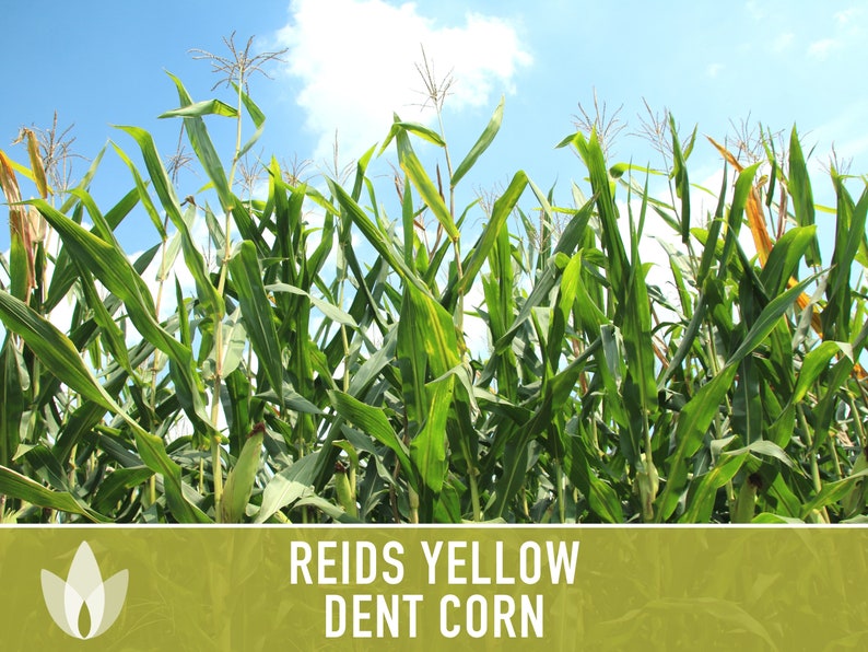 Reid's Yellow Dent Corn Seeds Heirloom Seeds Field - Etsy