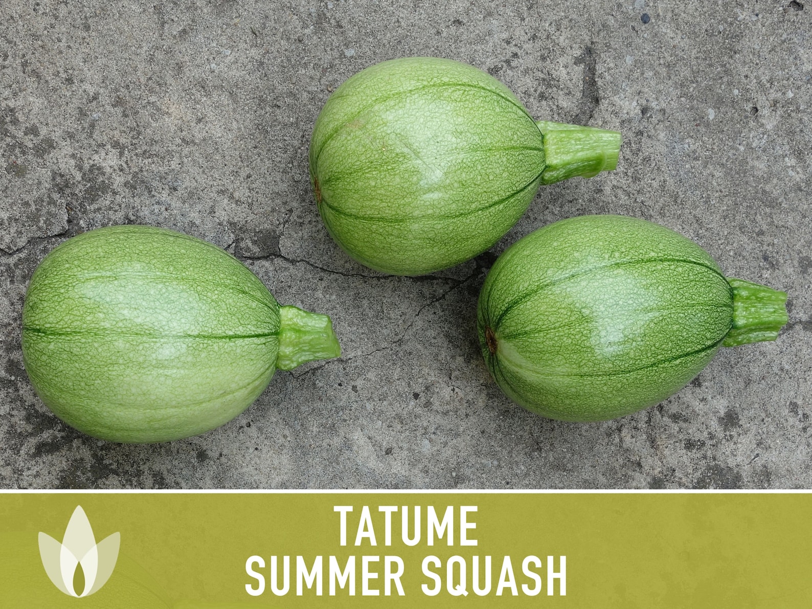 Tatume Summer Squash Seeds - Heirloom, Organic, Non-gmo - Etsy