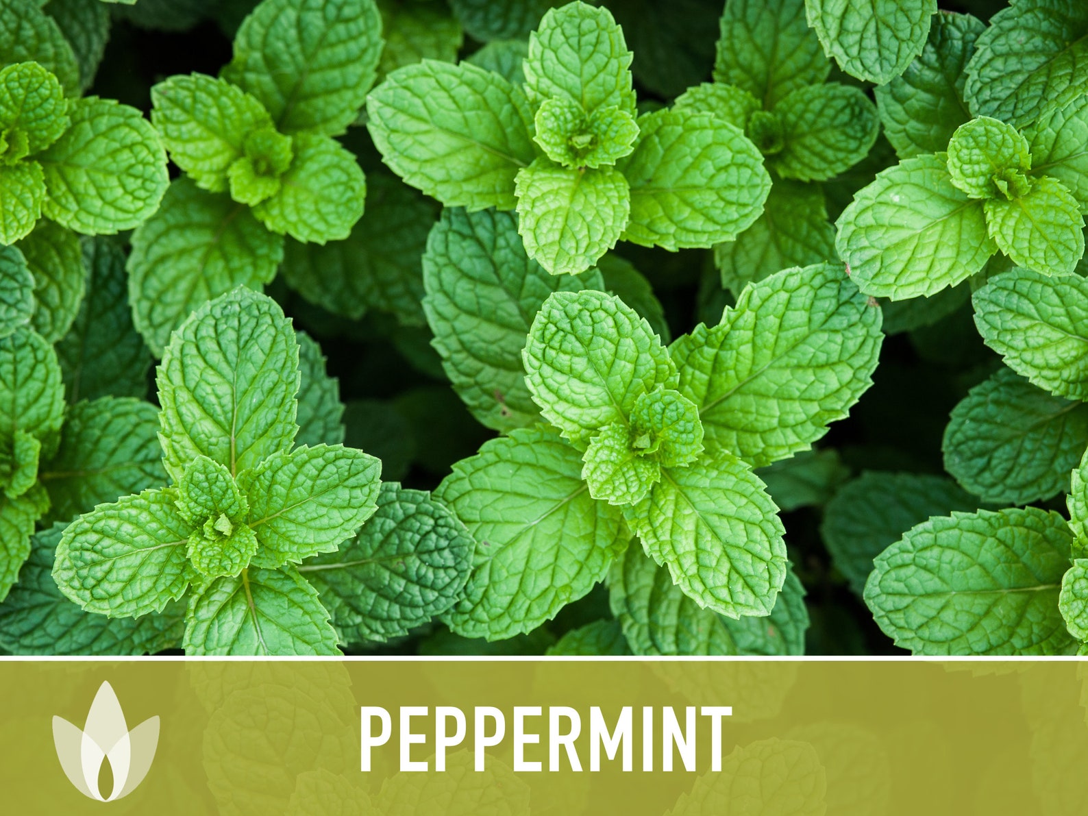Peppermint Seeds Heirloom Seeds Medicinal Herb Seeds - Etsy
