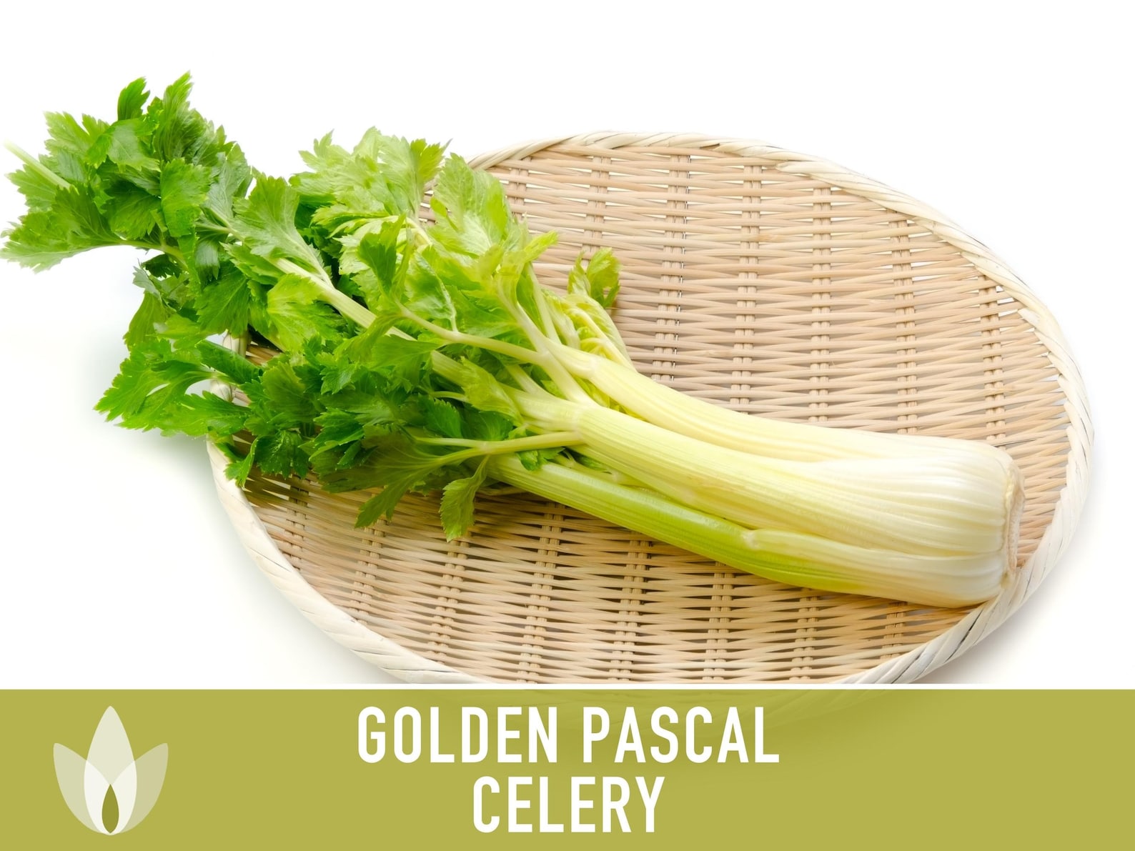 Golden Pascal Celery Heirloom Seeds - Etsy