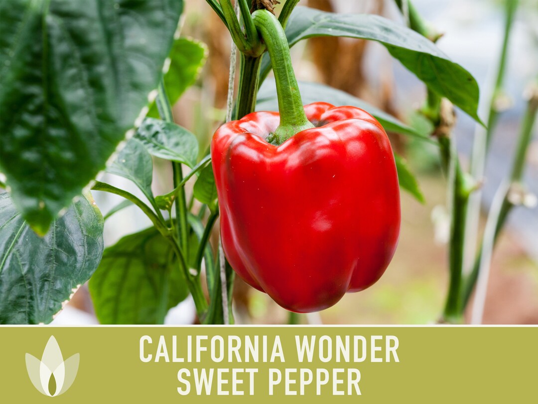 California Wonder Sweet Pepper Heirloom Seeds Bell Pepper - Etsy