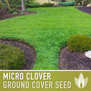 Bulk Micro Clover (mini) Ground Cover Seed - 160,000+ White Clover ...