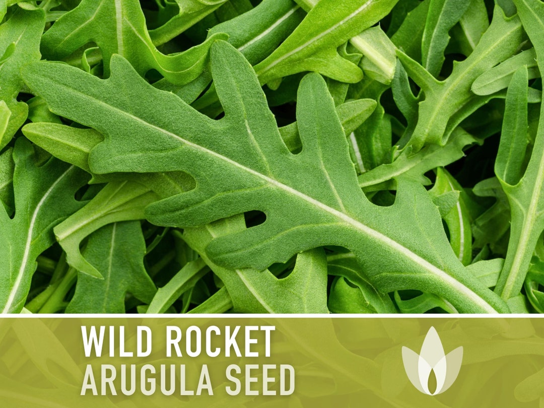 Wild Rocket Arugula Seeds - Heirloom Seeds, Slow Bolt, Long Season ...