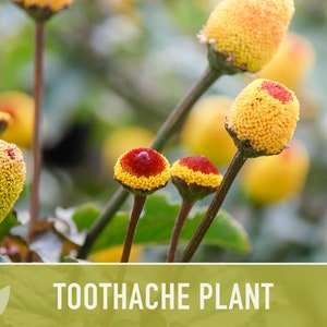 Toothache Plant Seeds | 50+ Seeds, Heirloom Medicinal Herb, Electric ...