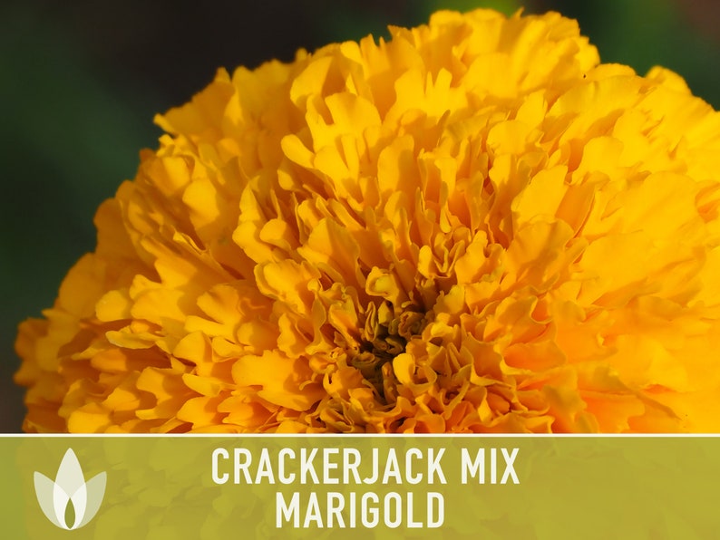Crackerjack Marigold Flower Seeds - Heirloom, Edible, Non-gmo - Etsy