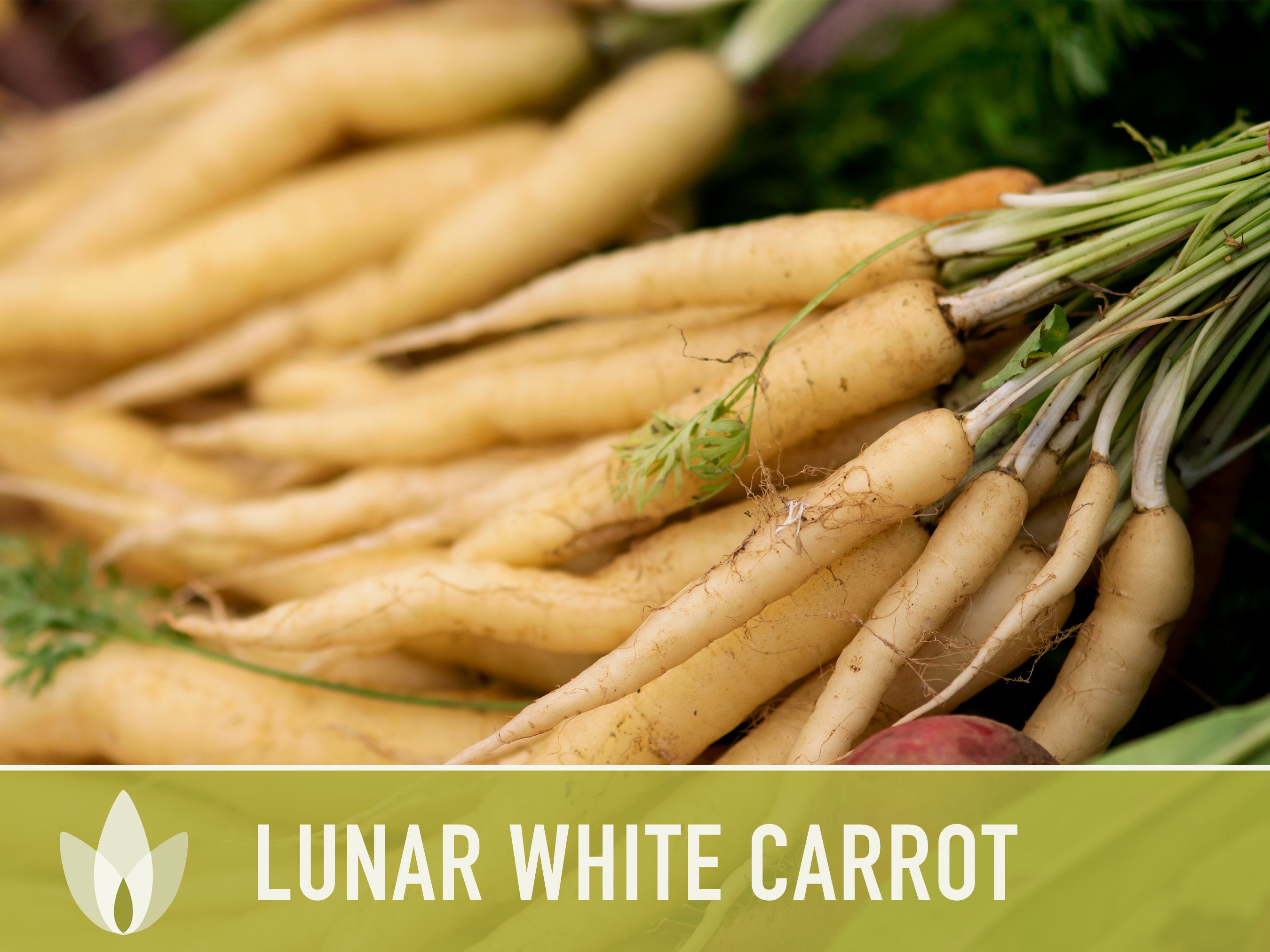 White Root Vegetable Looks Like A Carrot