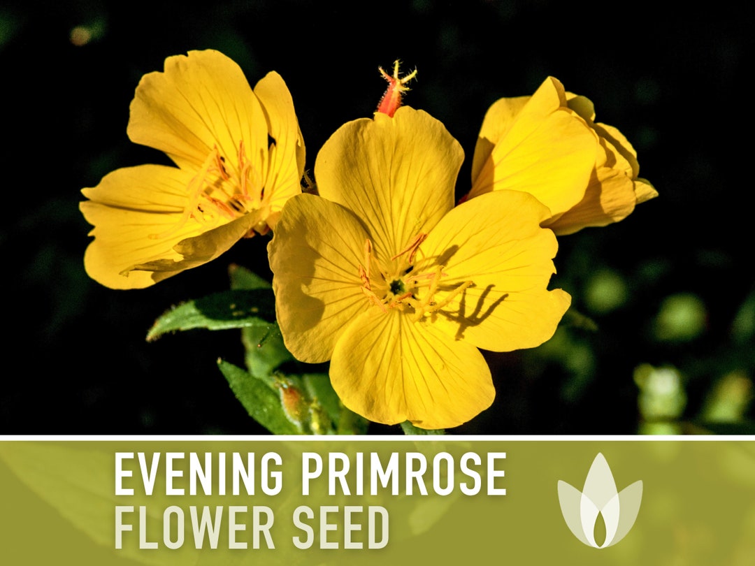 Evening Primrose Flower Seeds - Heirloom Native Wildflower, Medicinal ...
