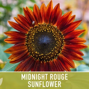 Midnight Rouge Sunflower Seeds - Heirloom Seeds, Deep Burgundy Blooms ...