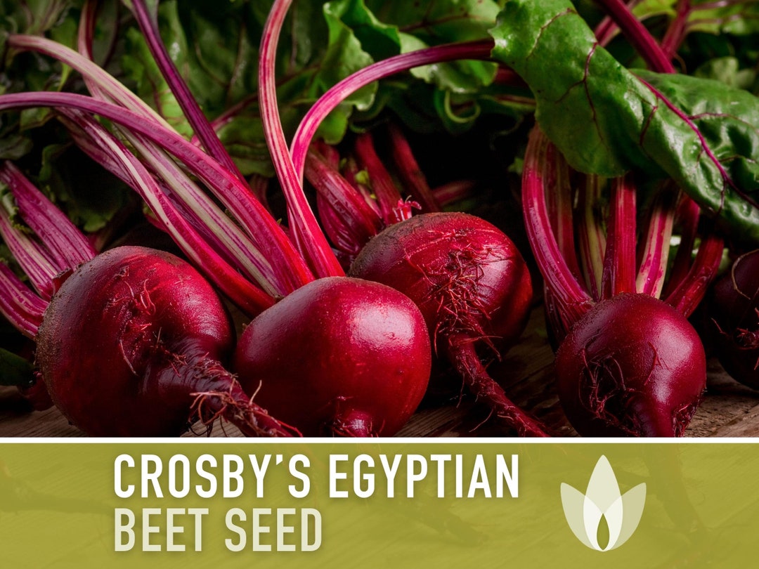 Crosby's Egyptian Beet Seeds - Heirloom, Early Maturing (150 Seeds) - Etsy
