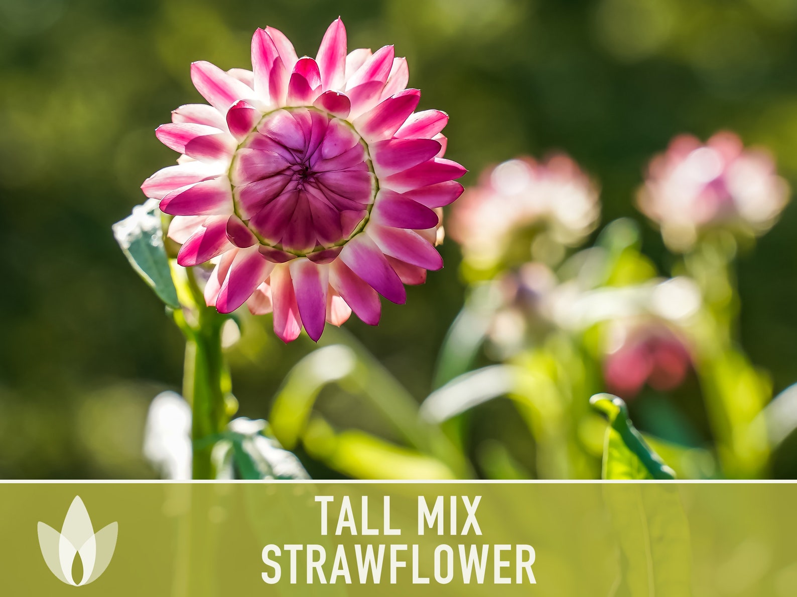 Strawflower, Tall Mix Heirloom Seeds Flower Seeds, Cut Flower, Dried ...