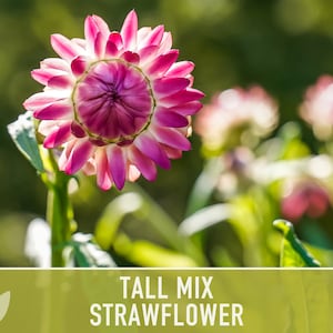 Strawflower, Tall Mix Heirloom Seeds - Flower Seeds, Cut Flower, Dried ...