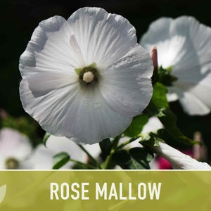 Rose Mallow Flower Seeds - Heirloom Seeds, Tree Mallow Seeds, Hibiscus ...
