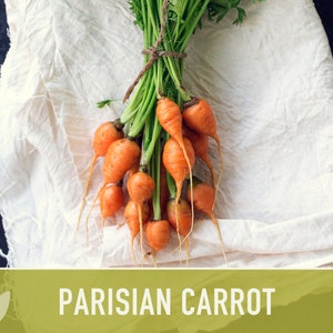 Parisian Carrot Heirloom Seeds - Baby Carrots, Canning Carrots ...