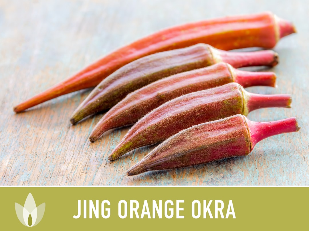 Jing Orange Okra Seeds Heirloom Seeds Asian Seeds Chinese - Etsy