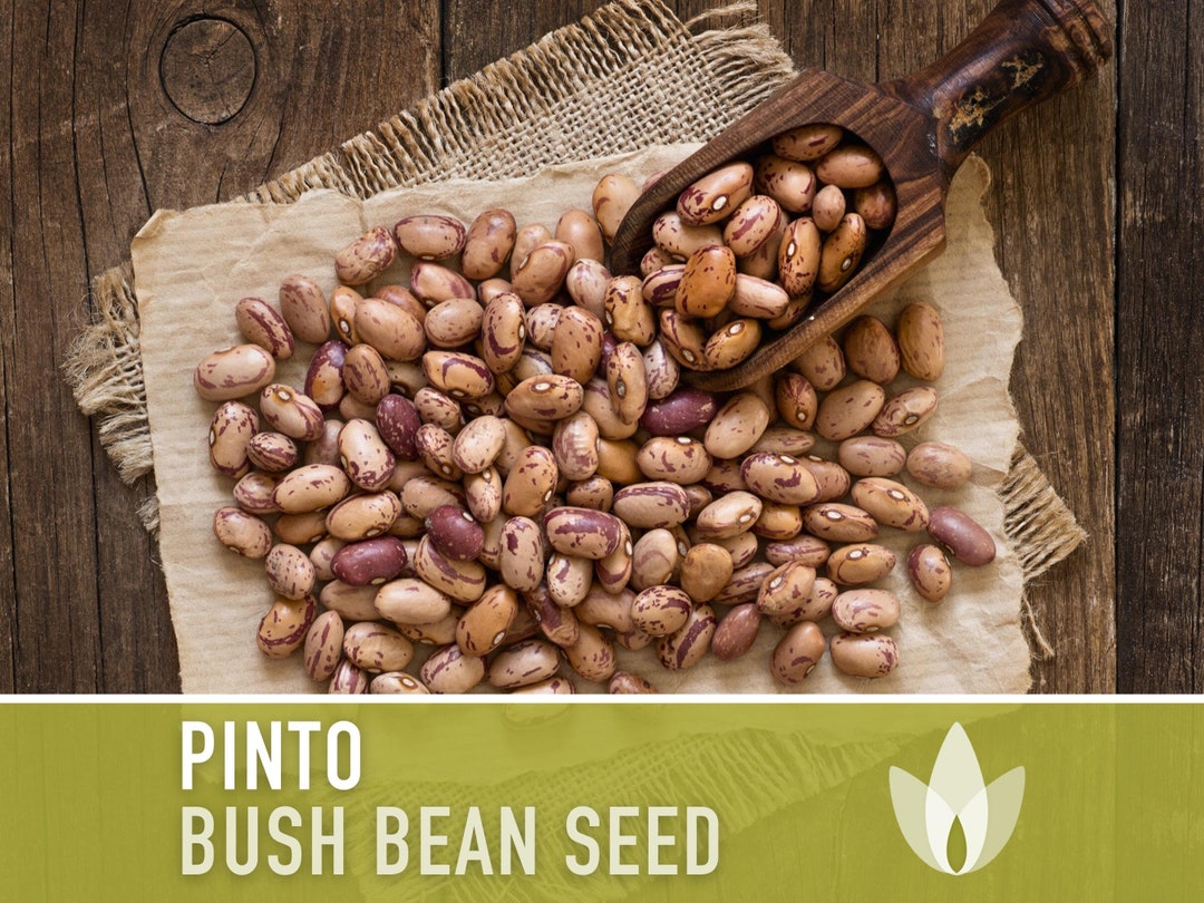 Pinto Bean Seeds - Heirloom Seeds, Runner Bean Seeds, Refried Beans ...