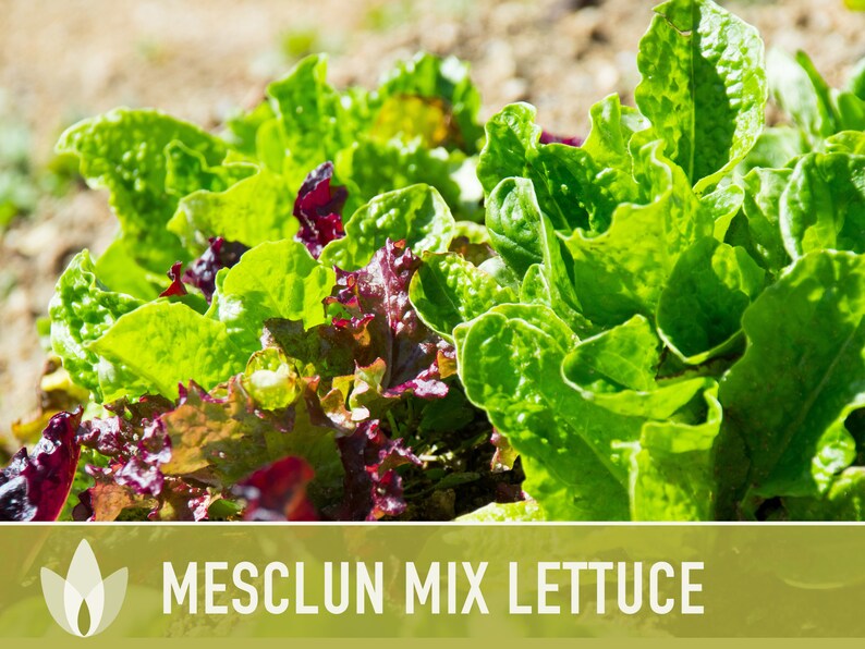 Mesclun Mix Lettuce Heirloom Seeds Fresh Salad Mix Seed - Etsy