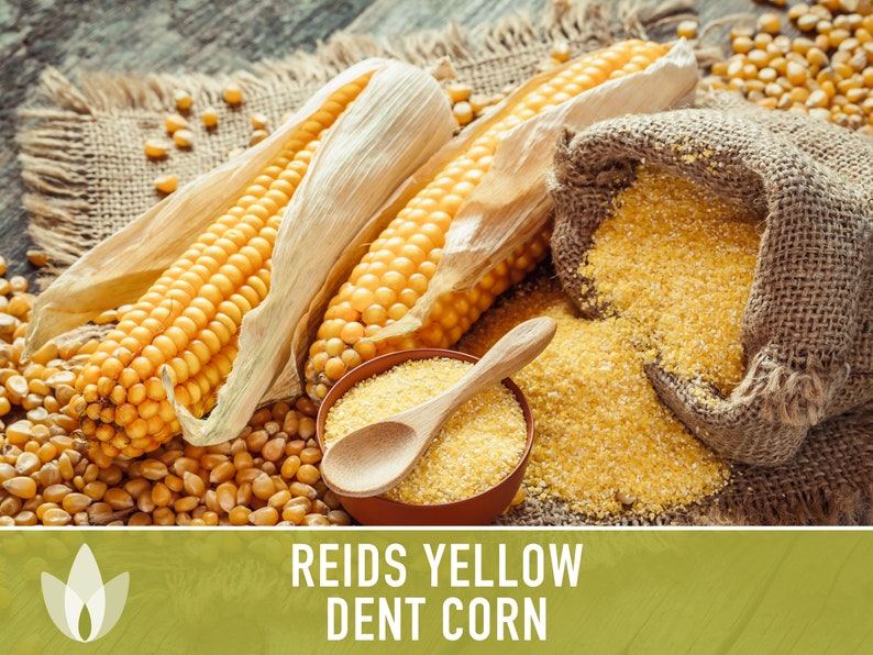 Reid's Yellow Dent Corn Seeds Heirloom Seeds Field - Etsy