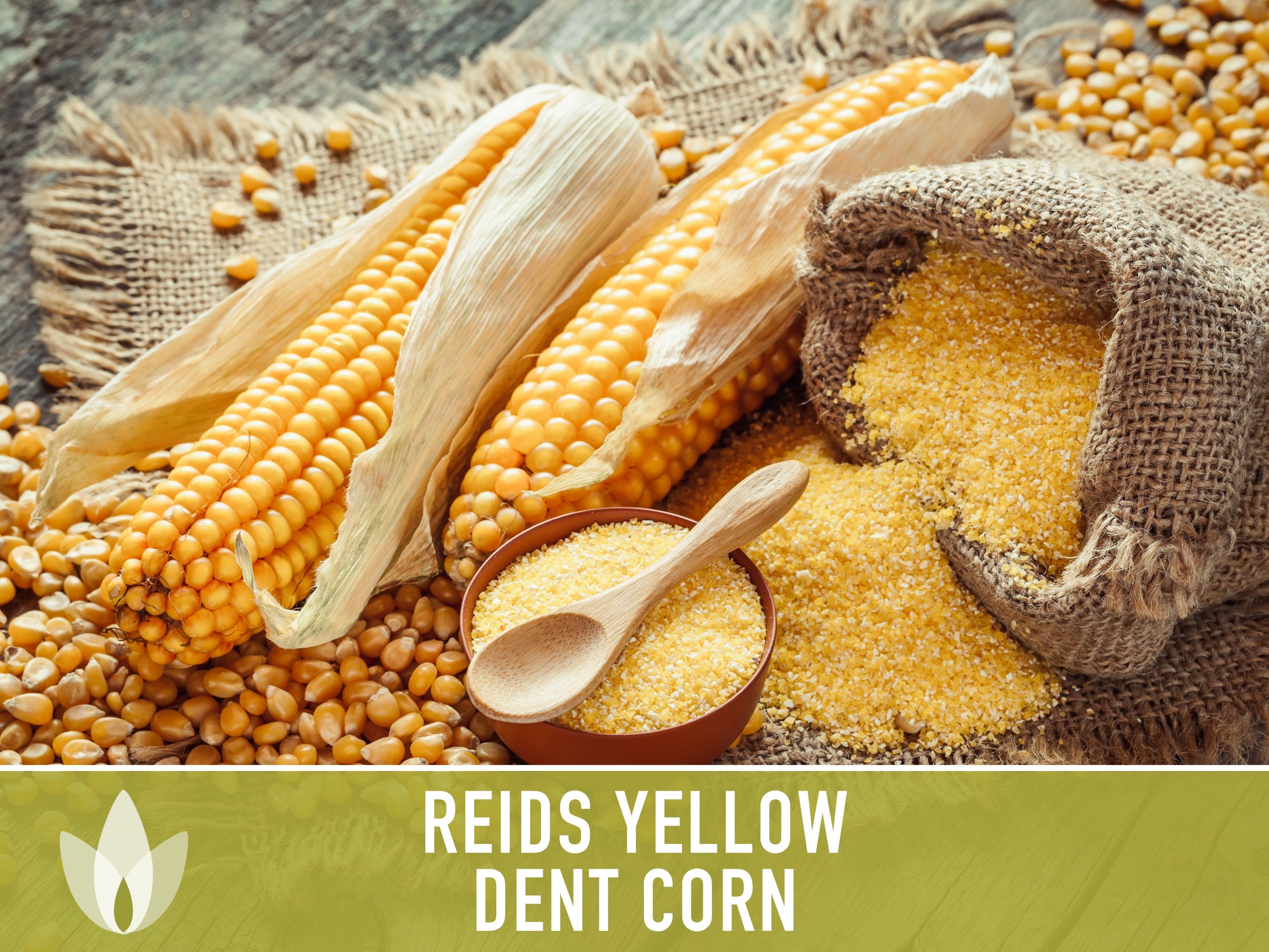 Reid's Yellow Dent Corn Seeds – Heirloom, Non-gmo - Etsy
