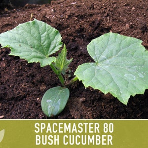 Spacemaster 80 Bush Cucumber Seeds | 30+ Seeds, Heirloom, Disease ...