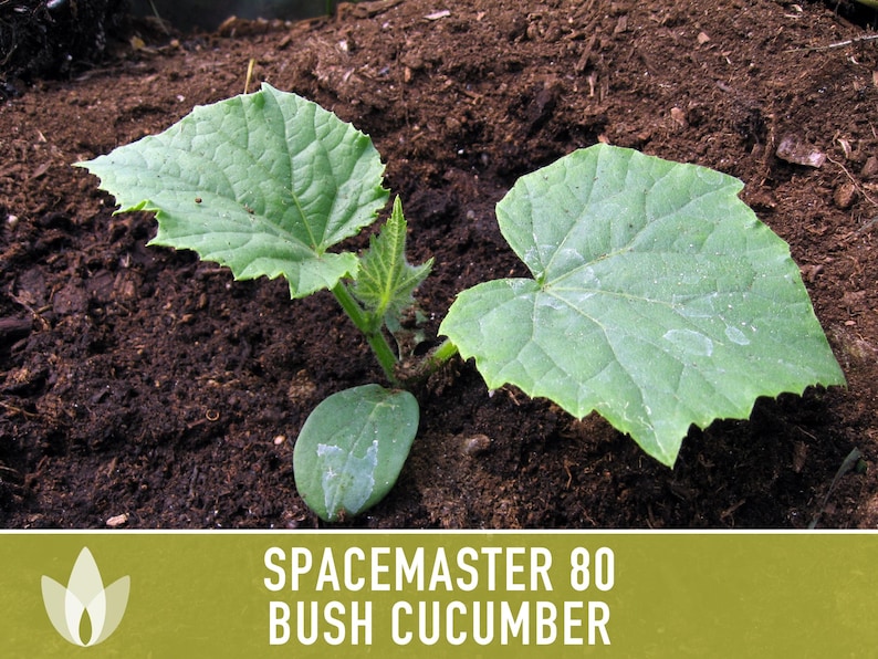 Spacemaster 80 Bush Cucumber Heirloom Seeds - Etsy