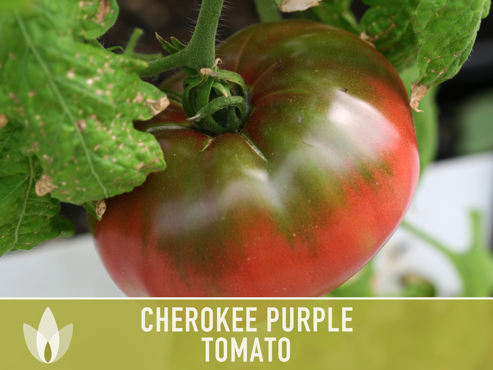 Cherokee Purple Tomato Heirloom Seeds - Etsy