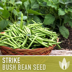 Strike Bush Bean Seeds - Heirloom Seeds, Stringless, Heavy Yield ...