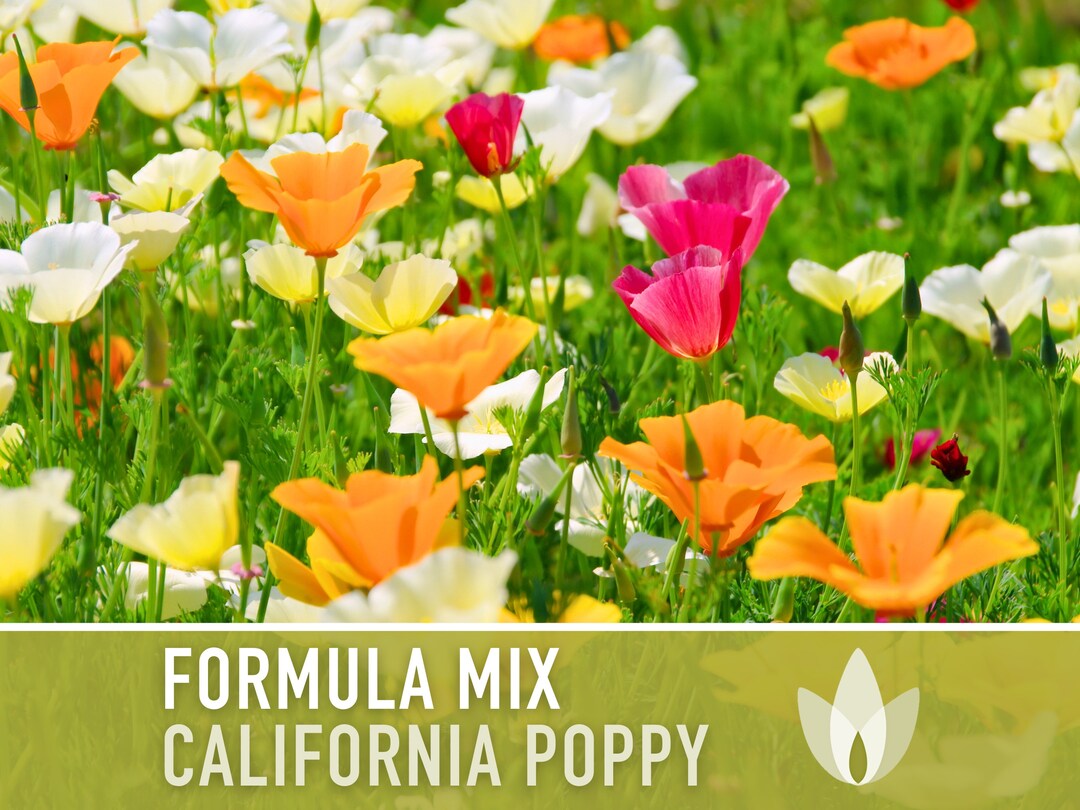 California Poppy, Mix Heirloom Seeds - Flower Seeds, Cool Weather Seeds ...