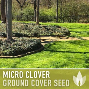 Bulk Micro Clover (mini) Ground Cover Seeds - 5,000+ White Clover Seeds ...