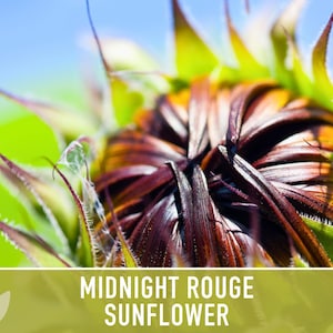 Midnight Rouge Sunflower Seeds - Heirloom Seeds, Deep Burgundy Blooms ...