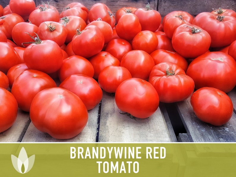Brandywine Red Tomato Heirloom Seeds - Jumbo, Indeterminate, Red Flesh ...