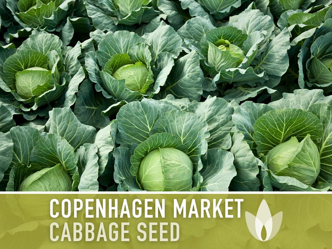 Copenhagen Market Cabbage Seeds – Heirloom, Open Pollinated - Etsy
