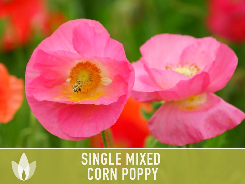 Shirley Poppy Seeds Poppy Flower Seeds - 10g Mixed For Garden Planting ...