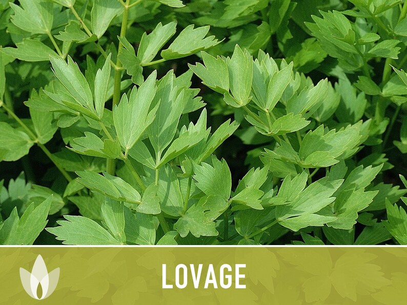 Lovage Herb Heirloom Seeds Medicinal Herb Herb Garden - Etsy