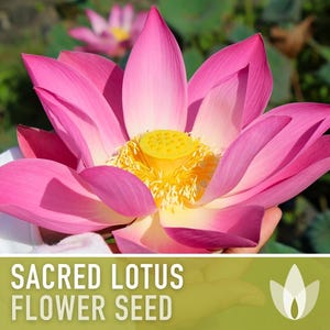 Sacred Lotus Seeds | 5 Seeds, Pink Bonsai Flowers for Water Gardens ...