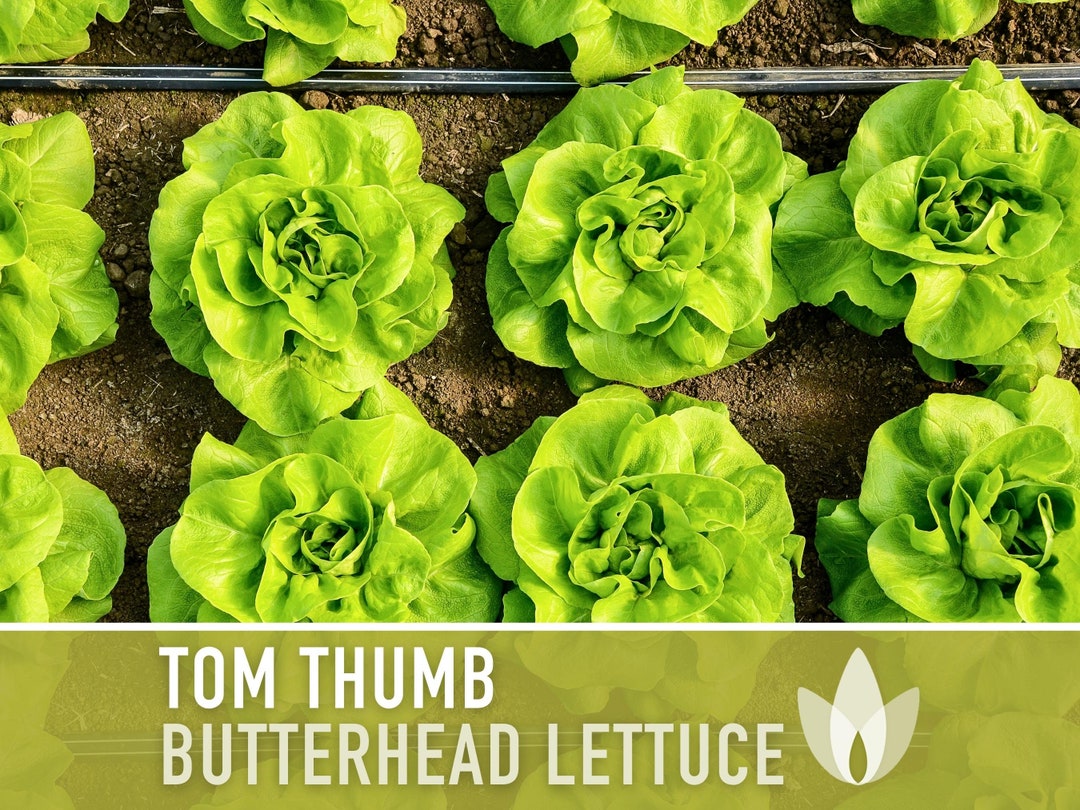 Tom Thumb Butterhead Lettuce Seeds – Miniature Heirloom Variety - Etsy