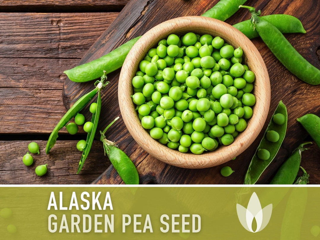 Alaska Garden Pea Seeds – Heirloom, Early Maturing, 60 Seeds - Etsy