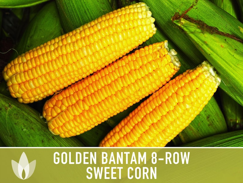 Golden Bantam Sweet Corn Seeds – Heirloom, Non-gmo - Etsy