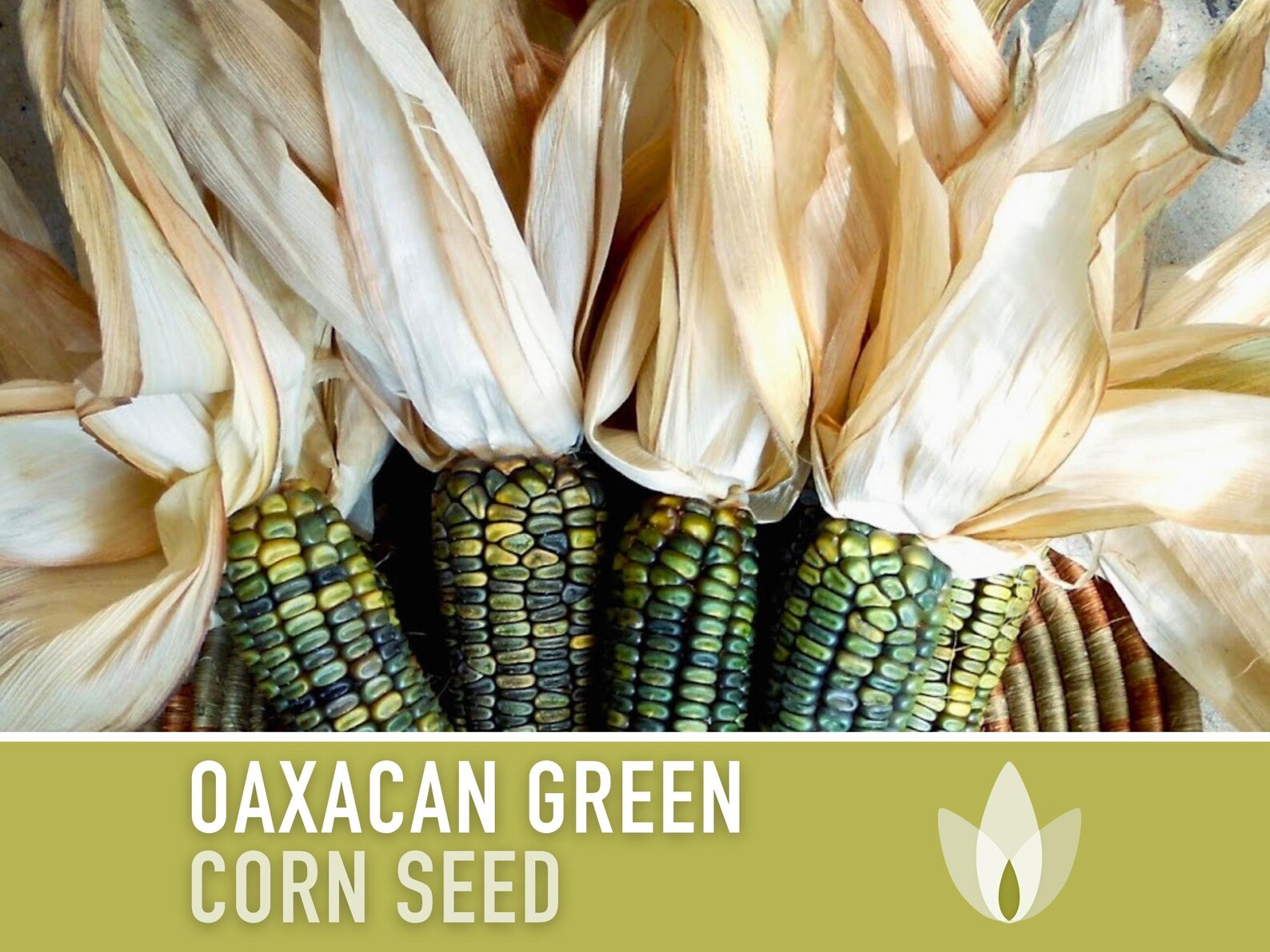 Oaxacan Green Dent Corn Seeds – Heirloom, Ornamental, Flour Corn - Etsy