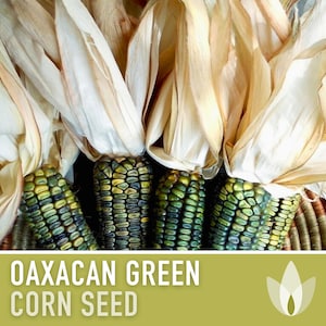 Oaxacan Green Dent Corn Seeds - Heirloom Seeds, Native American Corn ...