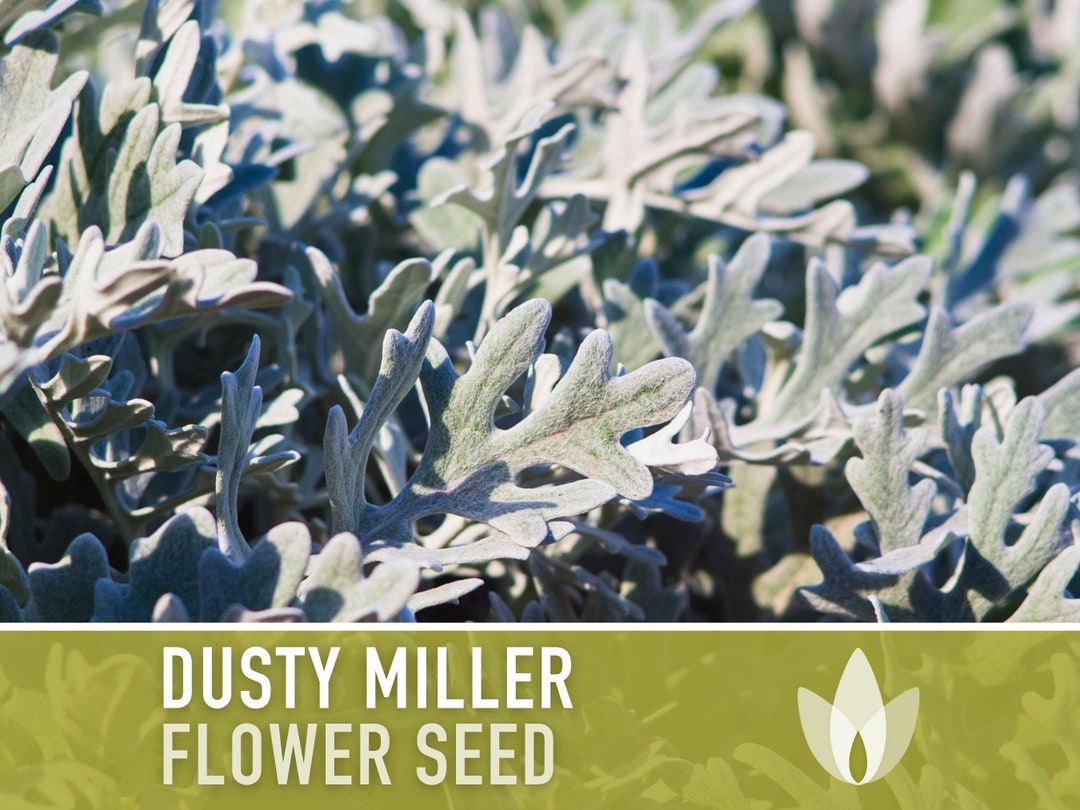 Dusty Miller (silverdust) Flower Seeds - Heirloom Seeds, Cineraria ...