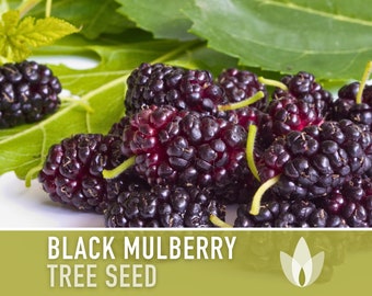 Black Mulberry Seeds, Morus Nigra MO8050 - Etsy