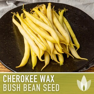 Cherokee Wax Bush Bean Heirloom Seeds - Etsy